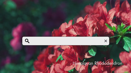 Flower Power Natural Floral Tea Online - The Bodhi Press